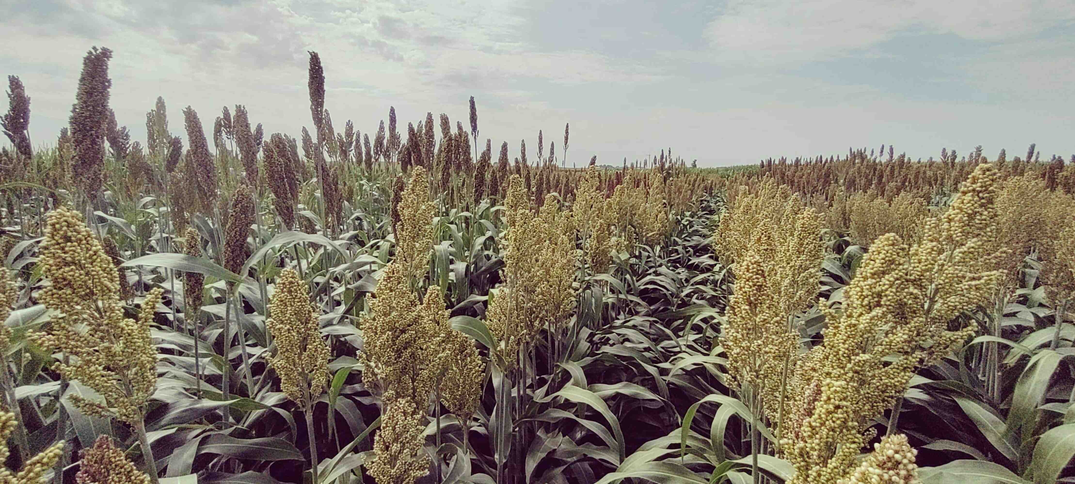 Integration of sorghum cultivation into the production systems of ...