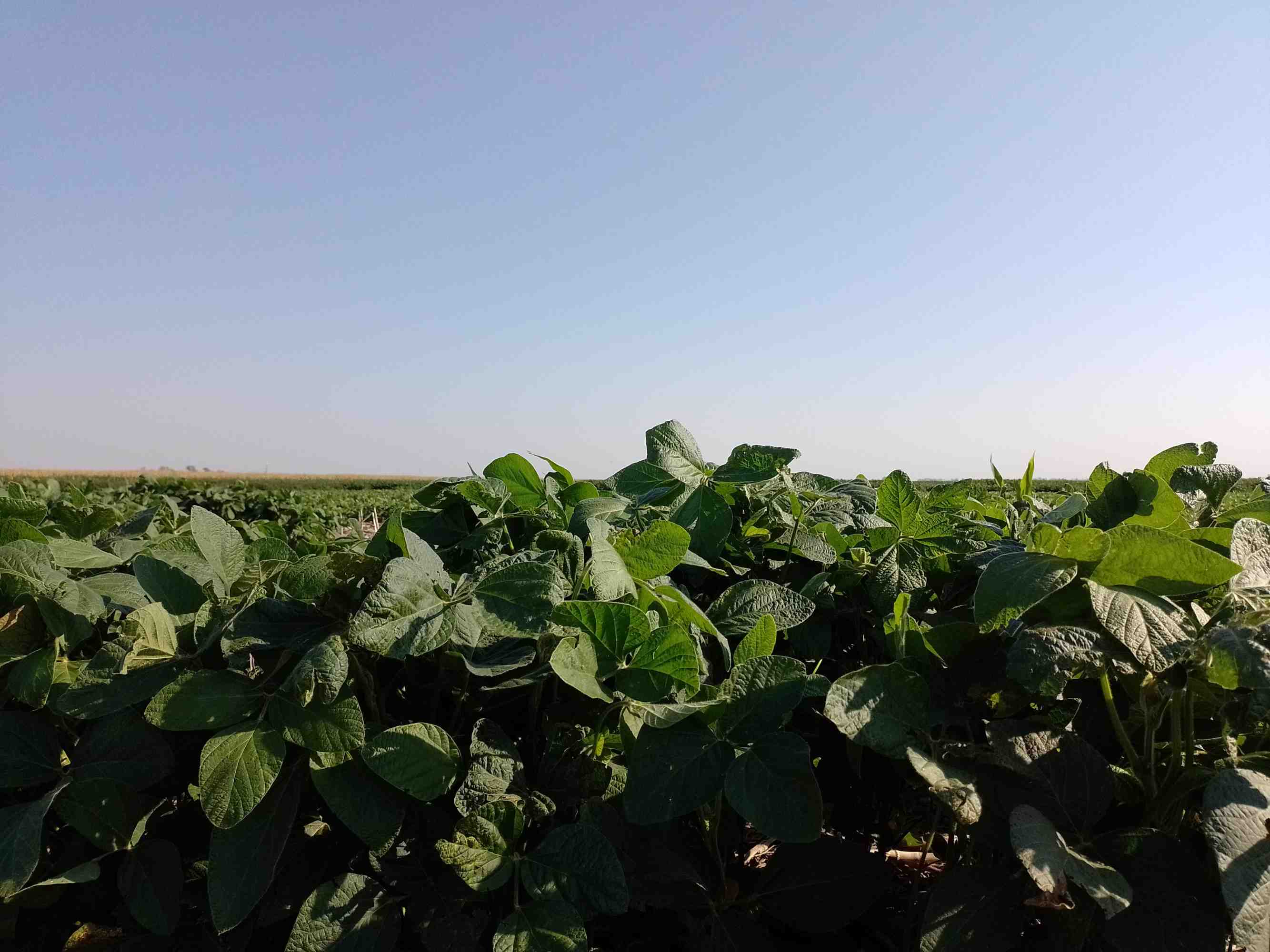 Greater agricultural production with lower nitrous oxide emission