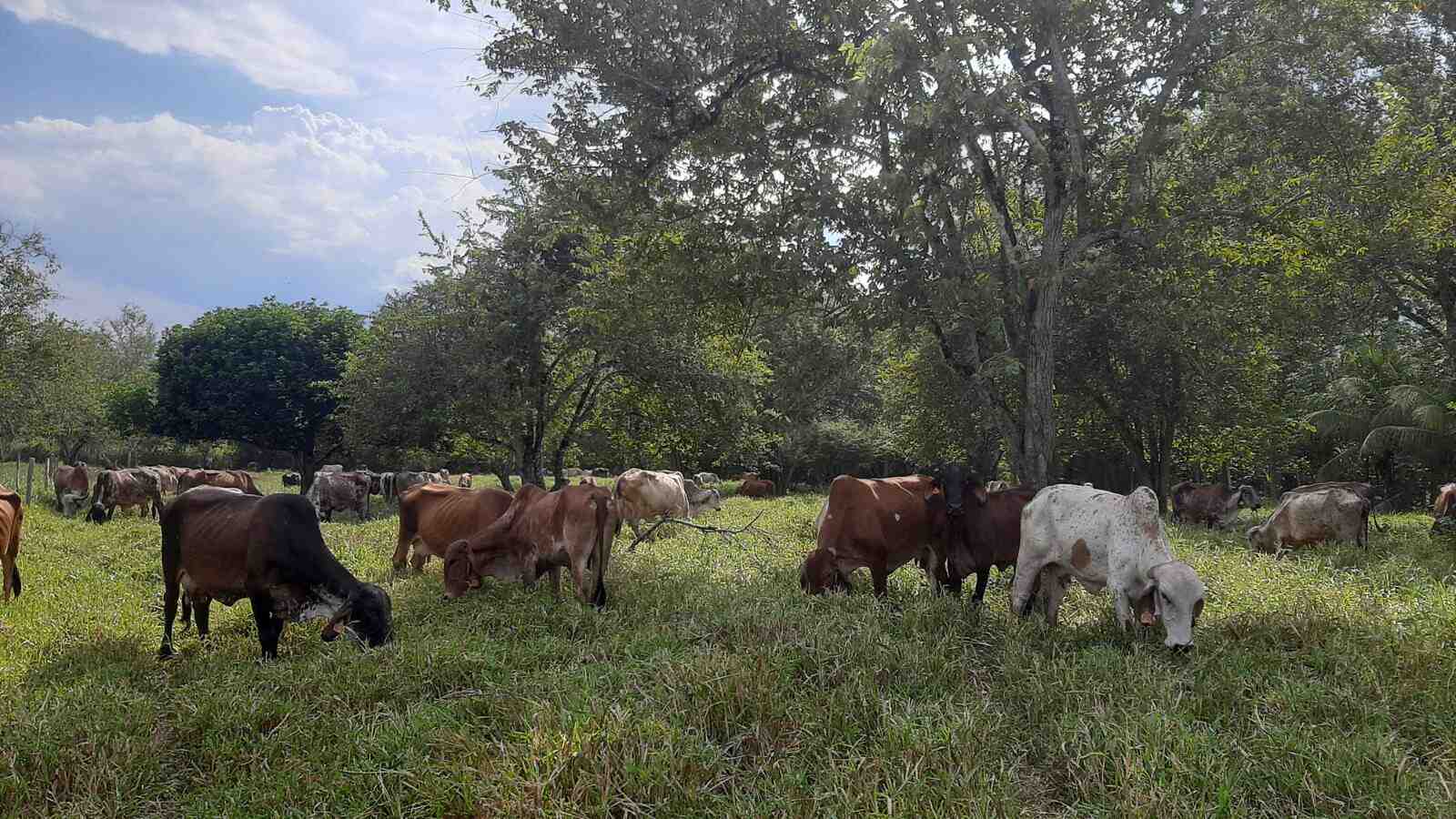 Ganadería sostenible en la Amazonía de Perú y Ecuador