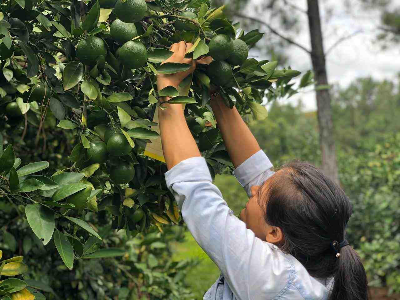 Control sustentable del insecto vector del HLB en la citricultura familiar